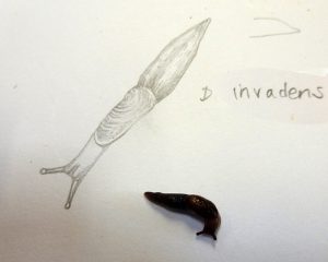 Slugs: Workshop on slug identification - Lizzie Harper