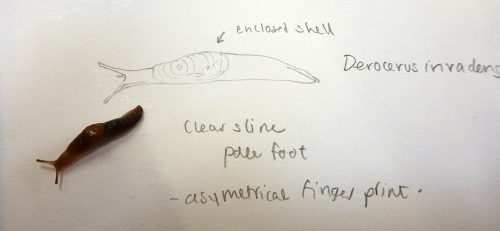 Slugs: Workshop on slug identification - Lizzie Harper