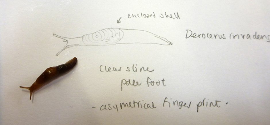 Slugs: Workshop on slug identification - Lizzie Harper