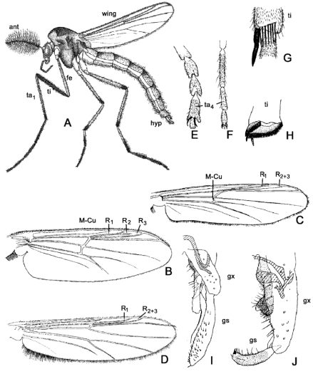 Natural History Illustration of a Chironomid Midge - Lizzie Harper