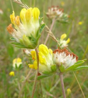 Botanical Illustration trip: Breckland flora - Lizzie Harper