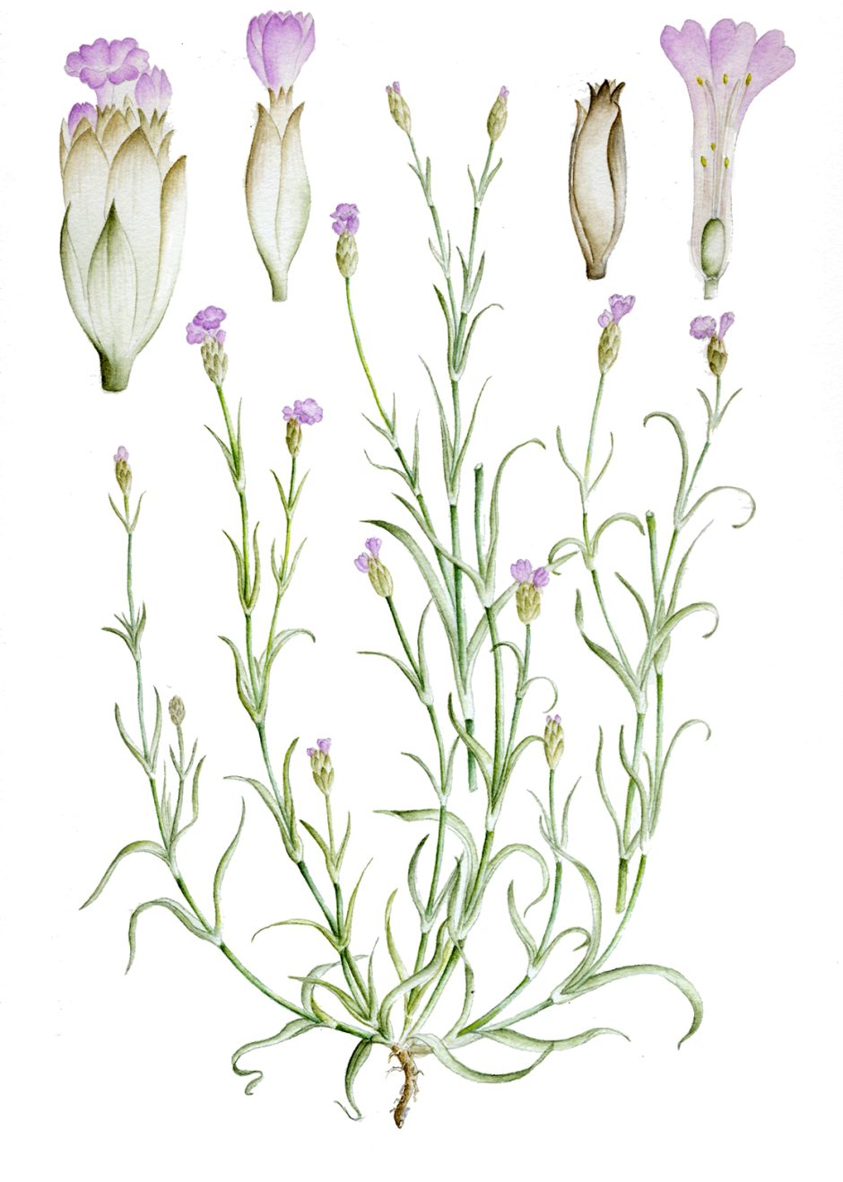 Botanical Illustration trip: Breckland flora - Lizzie Harper