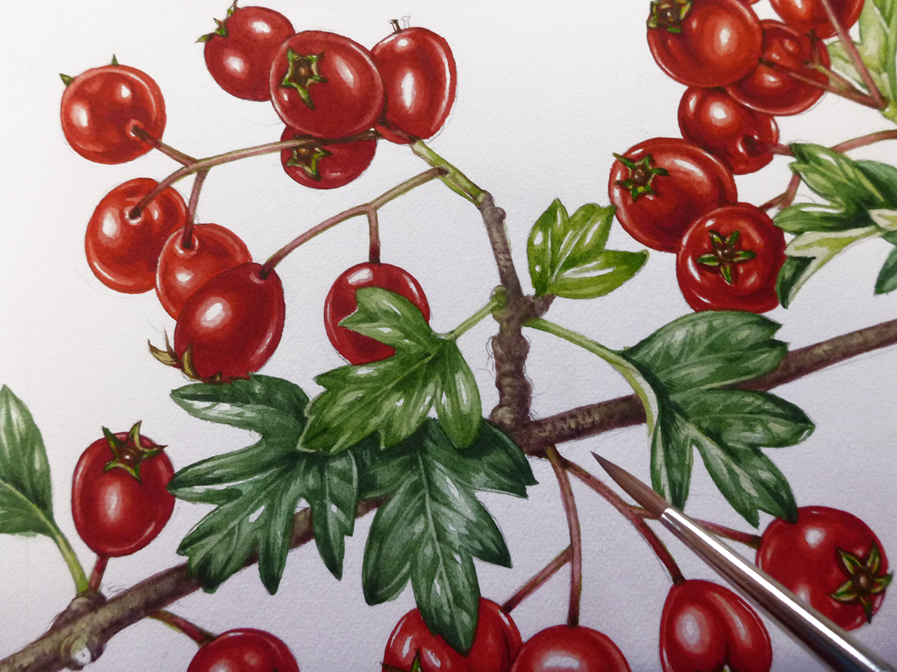 Botanical Illustrations of Fruit for Jersey Post - Lizzie Harper