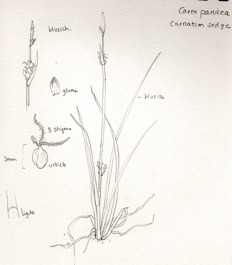 Botanical illustration: Sedges Workshop - Lizzie Harper