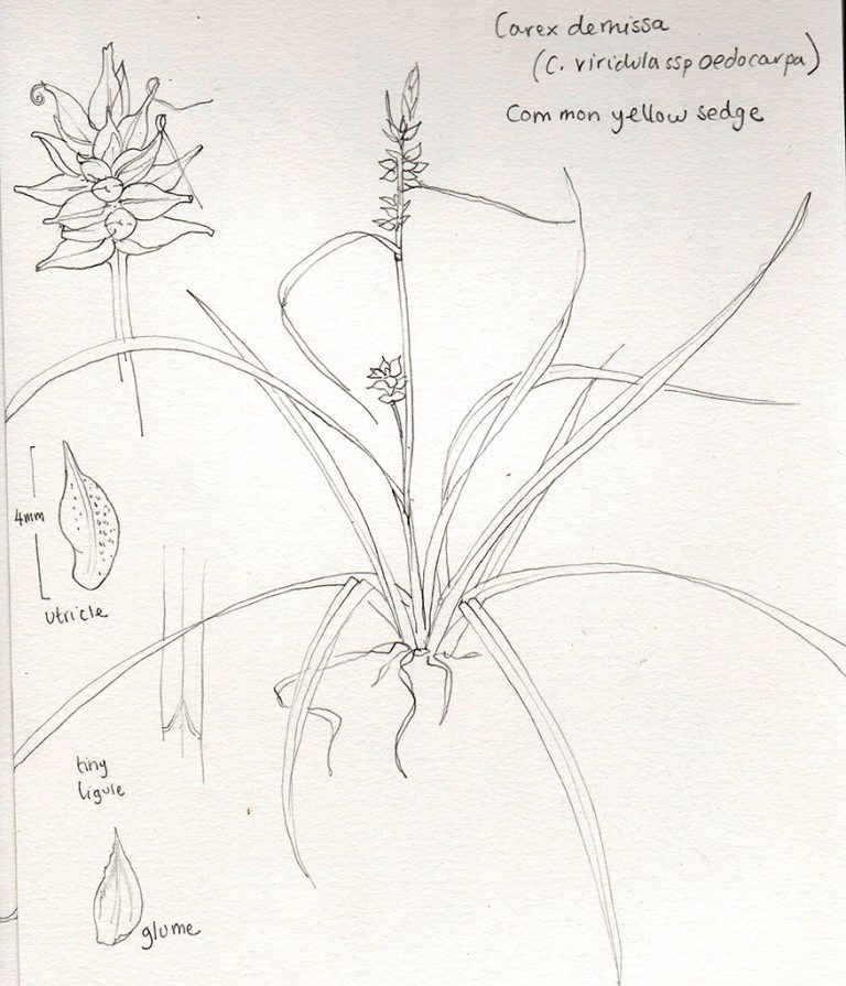 Botanical illustration: Sedges Workshop - Lizzie Harper