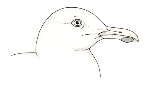 Natural history illustration of Gull anatomy - Lizzie Harper