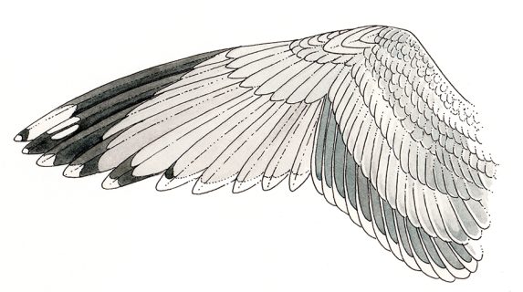 Natural history illustration of Gull anatomy - Lizzie Harper