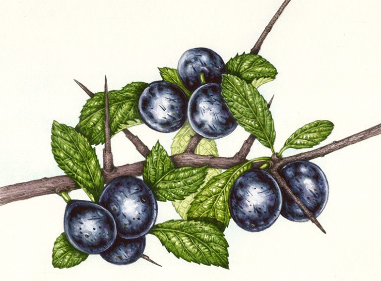 Step by step Painting Bloom on a Fruit - Lizzie Harper