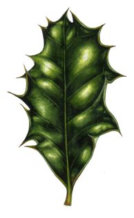 Step by step botanical illustration of a Holly leaf - Lizzie Harper