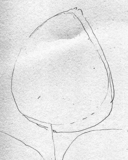 Step by Step pencil illustration of a bean leaf - Lizzie Harper