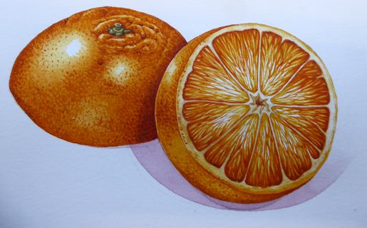 Step by step Botanical illustration of an orange - Lizzie Harper