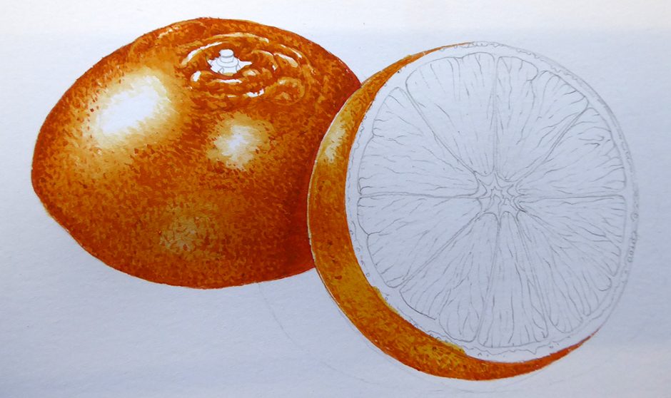 Step by step Botanical illustration of an orange - Lizzie Harper