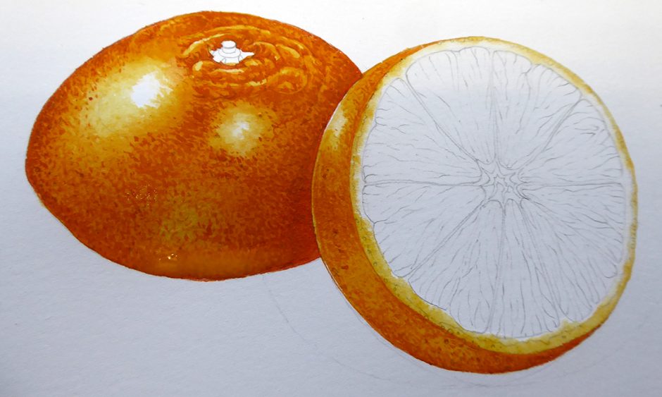 Step by step Botanical illustration of an orange - Lizzie Harper