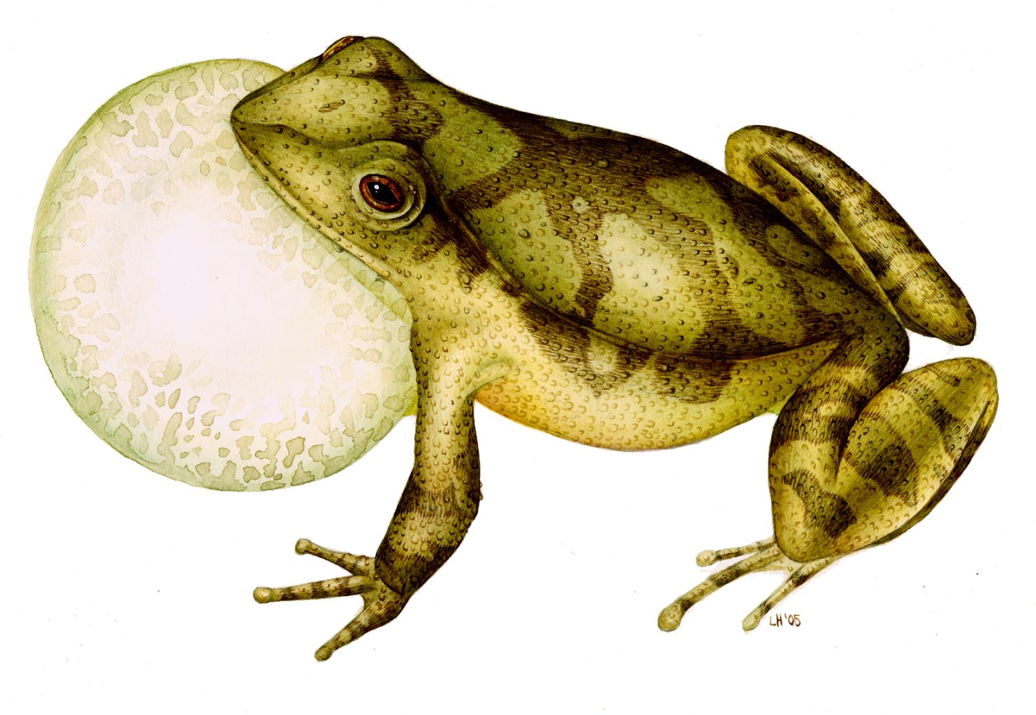 American Spring Peeper frog Pseudacris crucifer - Lizzie Harper