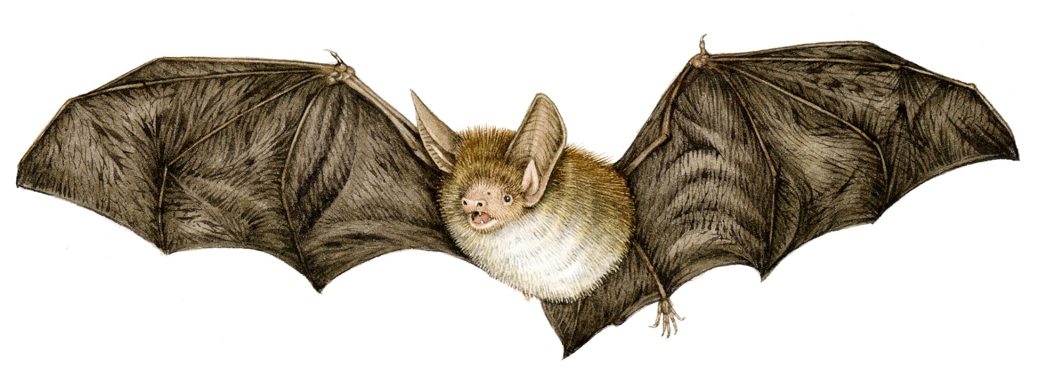 Beatrix Potter: Illustrator and Inspiration - Lizzie Harper