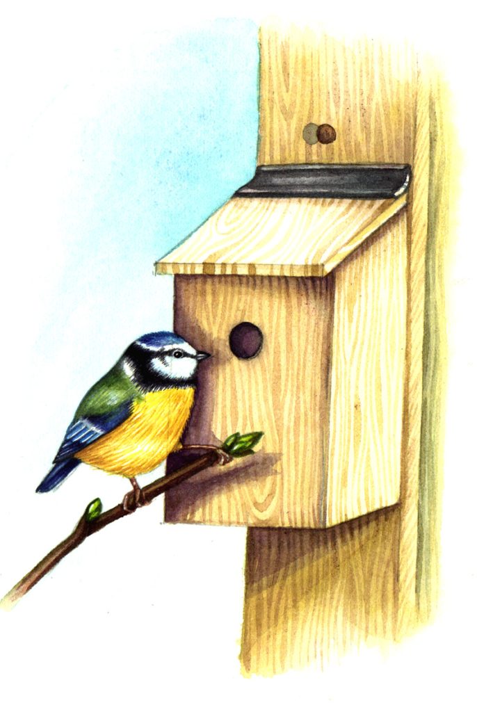 Blue tit Parus caeruleus with bird box - Lizzie Harper