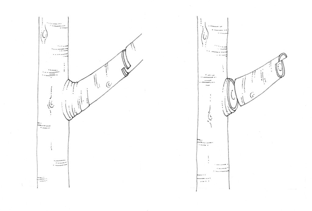 Removing a branch - Lizzie Harper