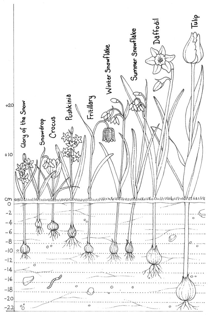 Bulb planting depth chart - Lizzie Harper