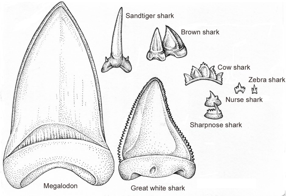 Comparison of the teeth of different shark species - Lizzie Harper