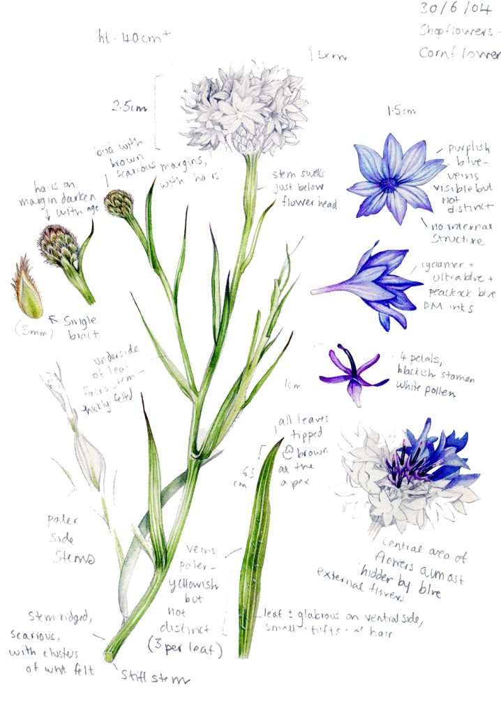 Cornflower Centaura cyanus sketchbook study - Lizzie Harper