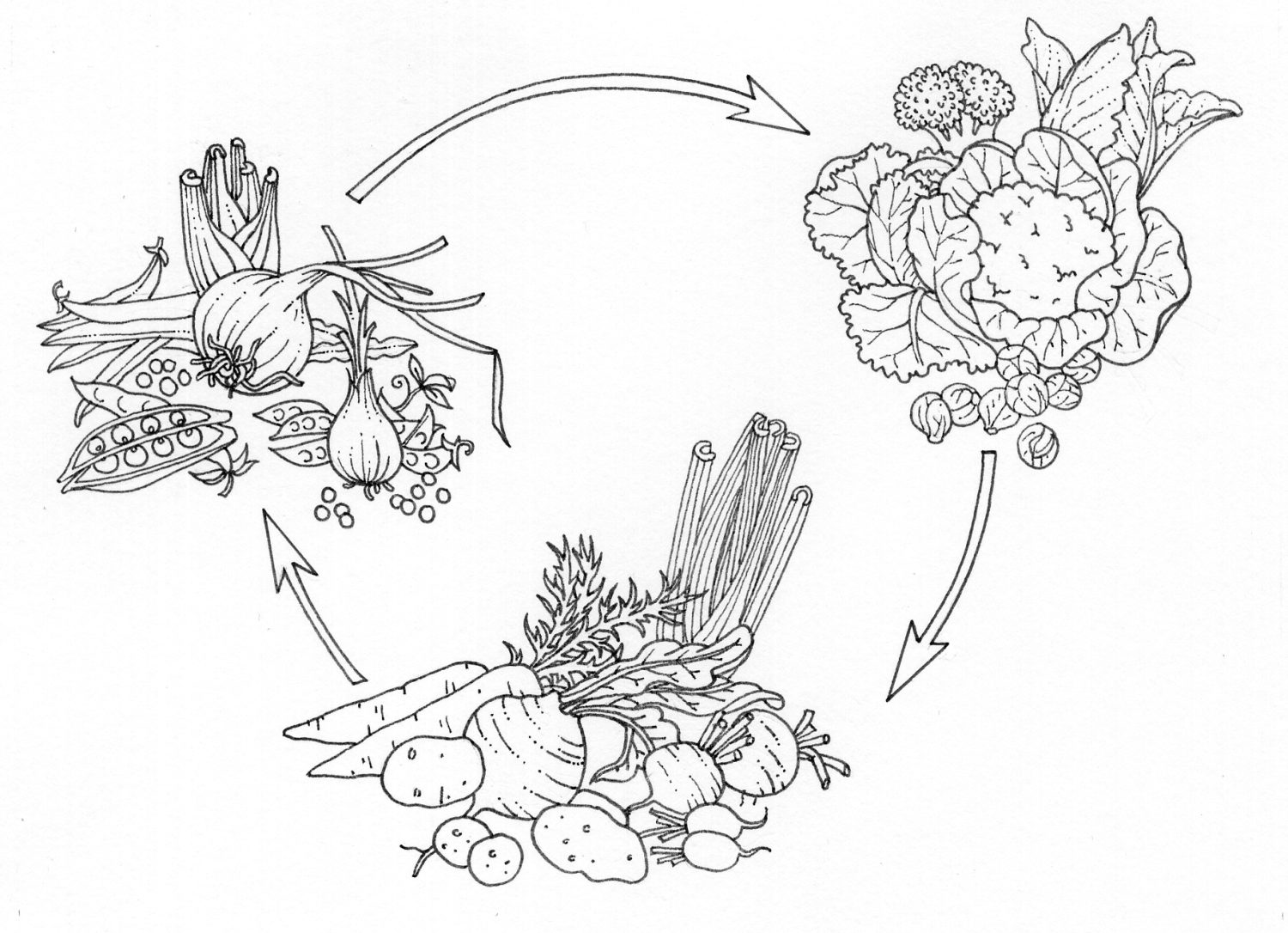 Crop rotation plan - Lizzie Harper