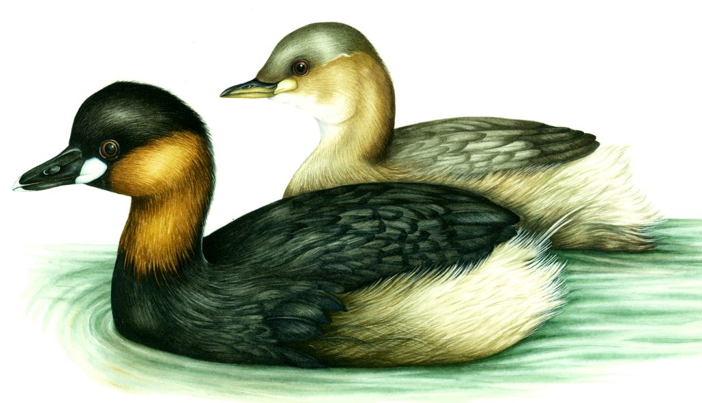 Dabchick pair Tachybaptus ruficollis - Lizzie Harper