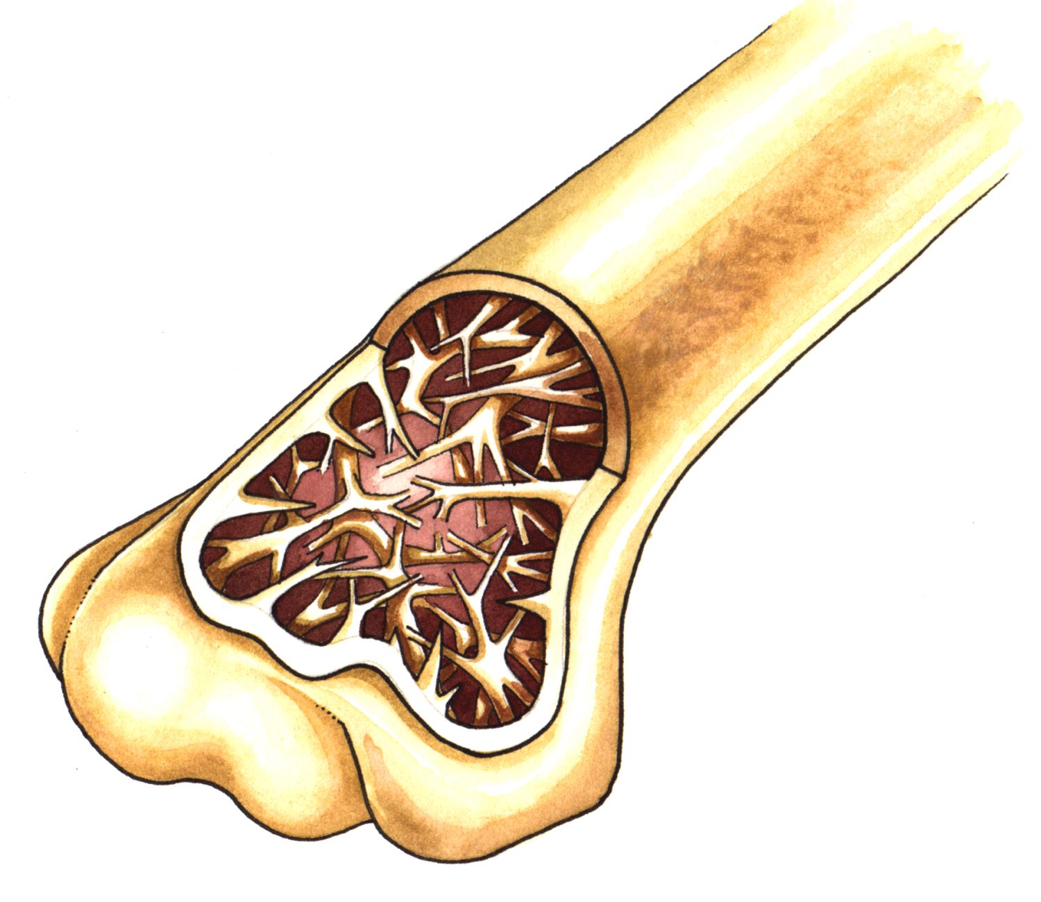 Diagram of the cross section of a bird bone - Lizzie Harper