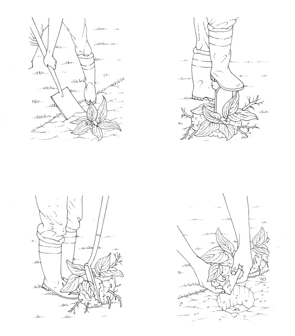 Gardening Archives - Page 12 of 13 - Lizzie Harper