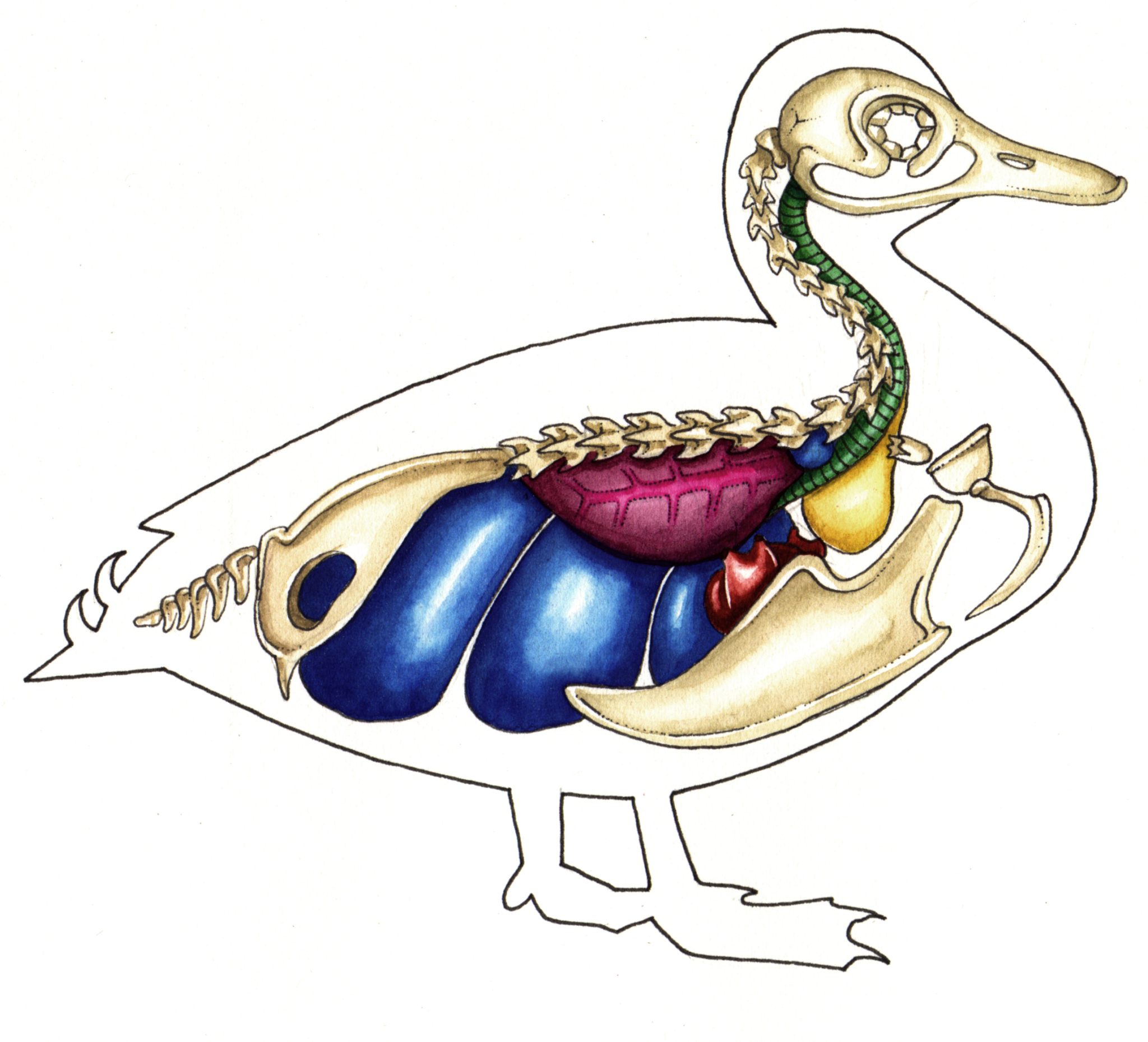 Diagram of the internal anatomy of a duck - Lizzie Harper