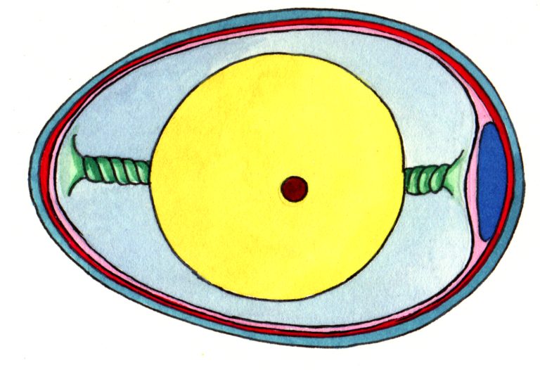 Diagram of Duck Egg development Day 1 - Lizzie Harper