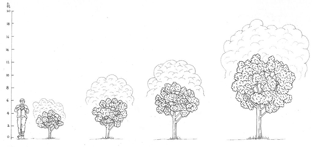 Fruit tree root stock type eventual heights chart - Lizzie Harper