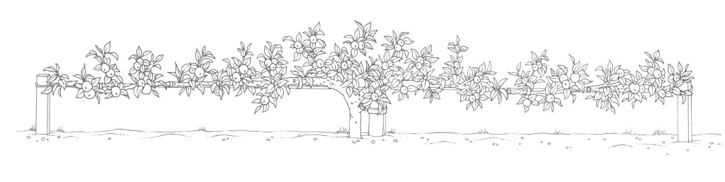 Fruit tree growth type or pattern espalier step over - Lizzie Harper