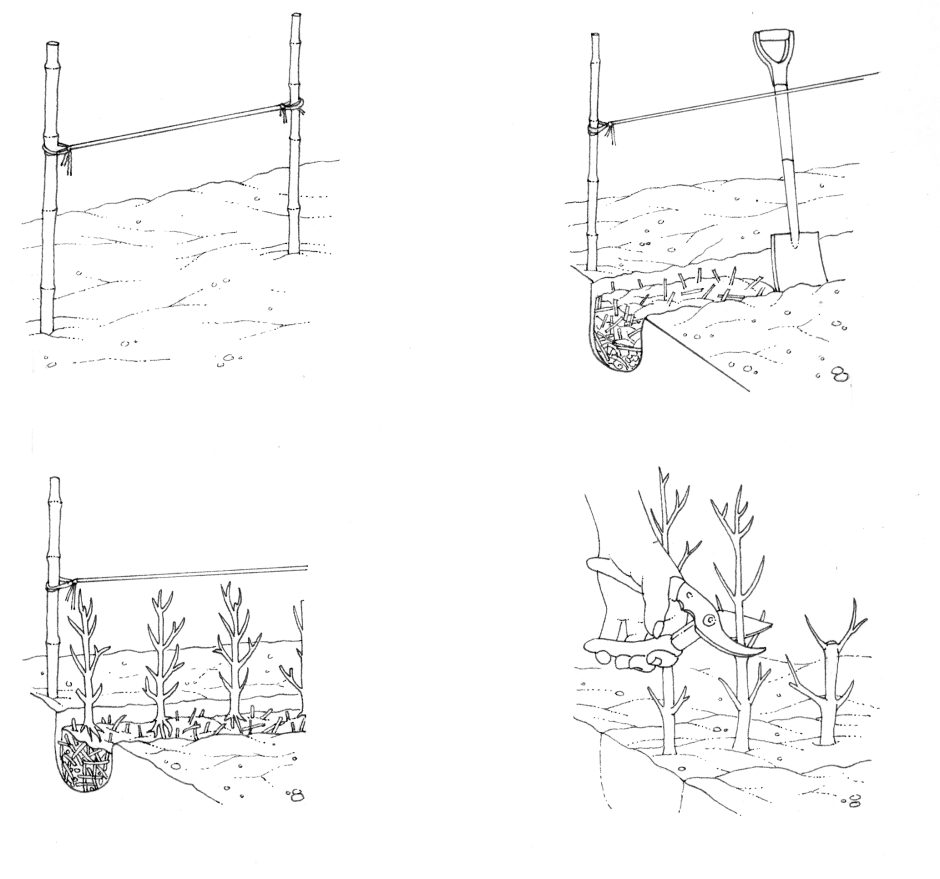Gardening Archives - Page 12 of 13 - Lizzie Harper