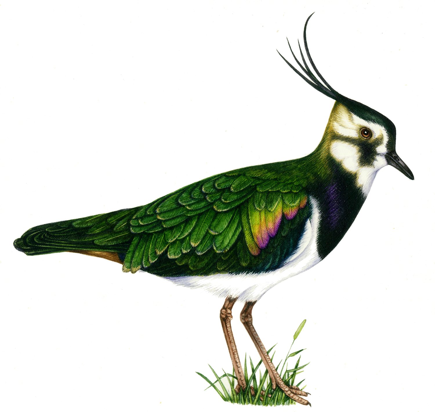 Lapwing Vanellus vanellus - Lizzie Harper