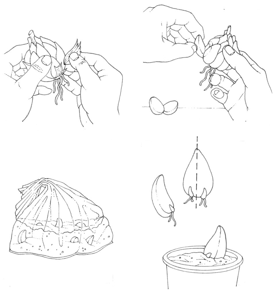 Lily bulb division - Lizzie Harper