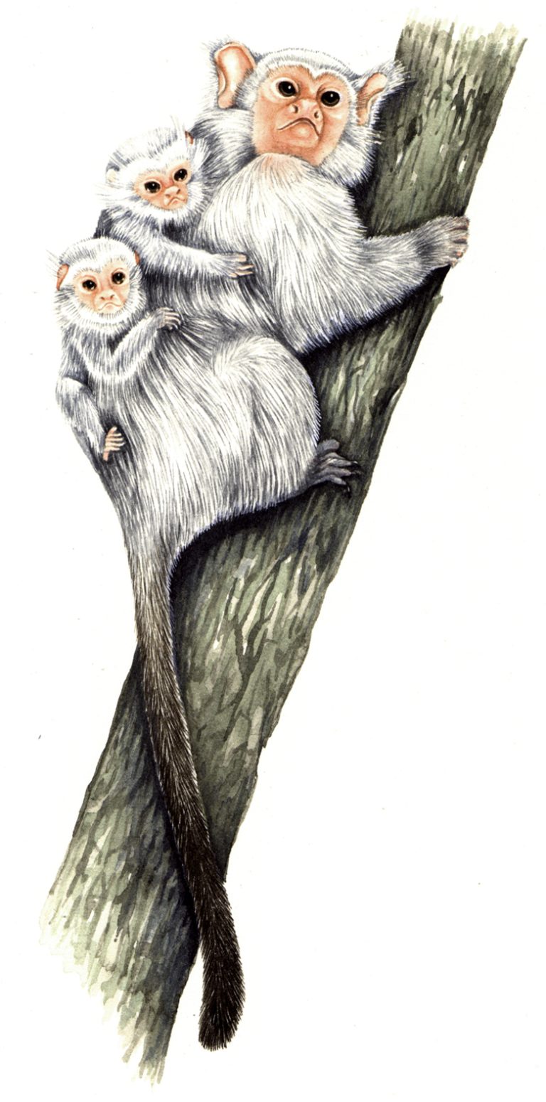 Marmoset Mico mother - Lizzie Harper