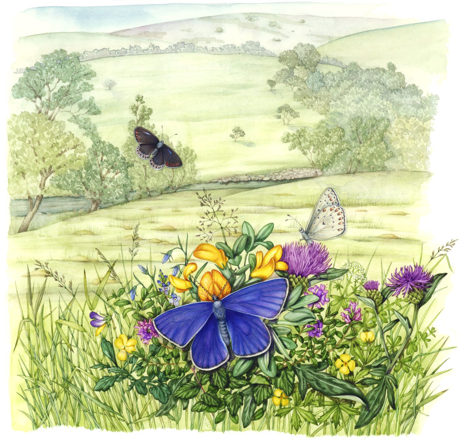 Meadow in summer with butterflies - Lizzie Harper