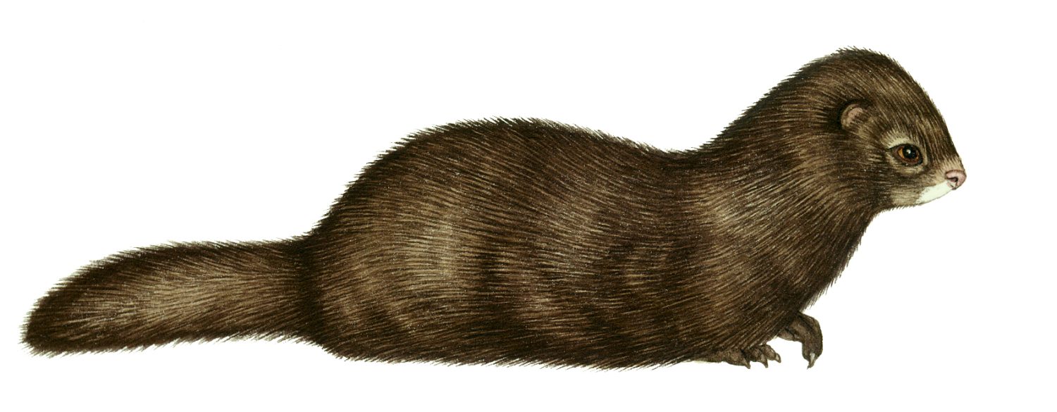 Mink Neovison vison - Lizzie Harper