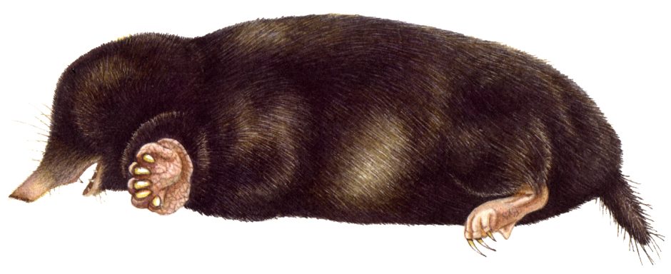 Mammal Archives - Lizzie Harper