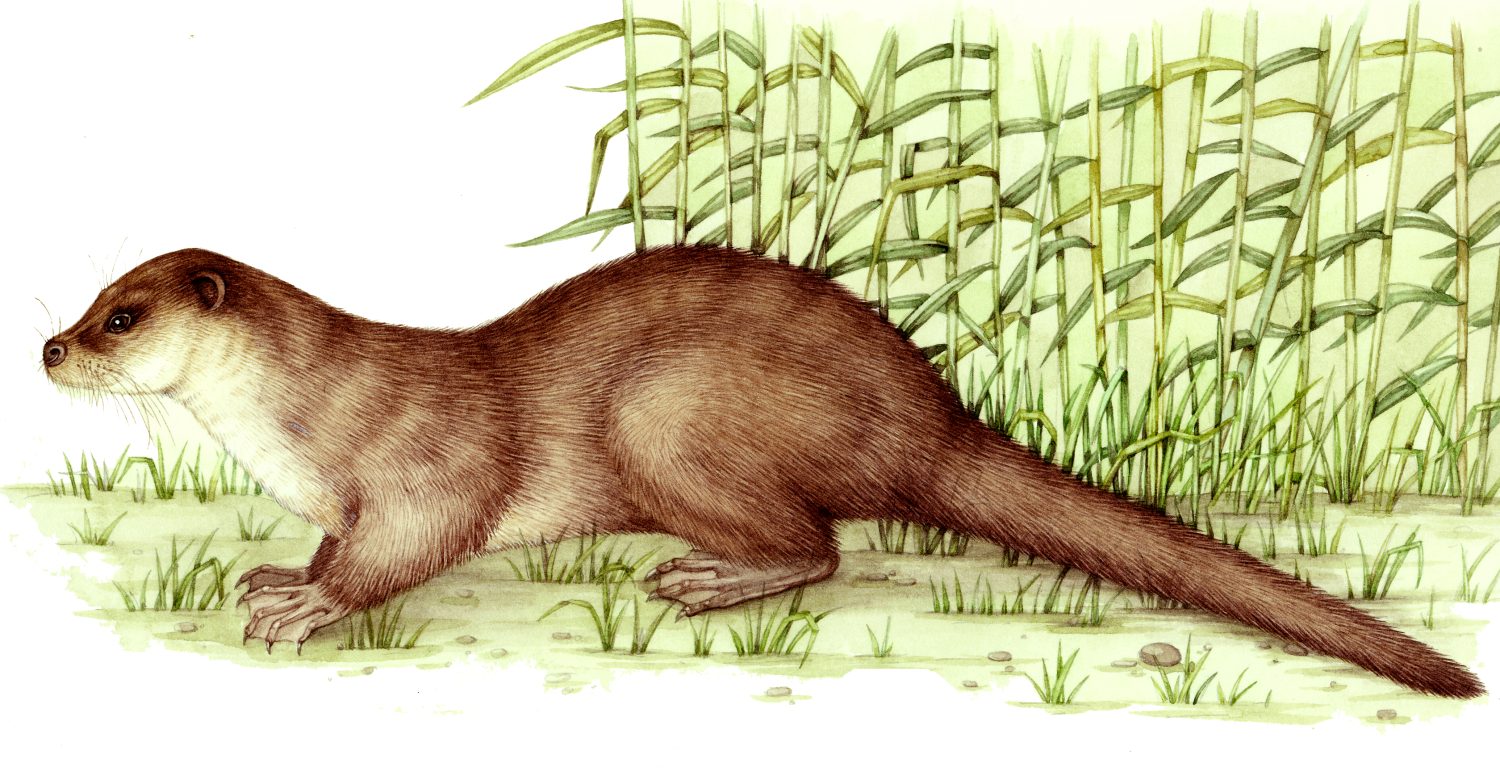 Otter Lutra lutra 3 - Lizzie Harper