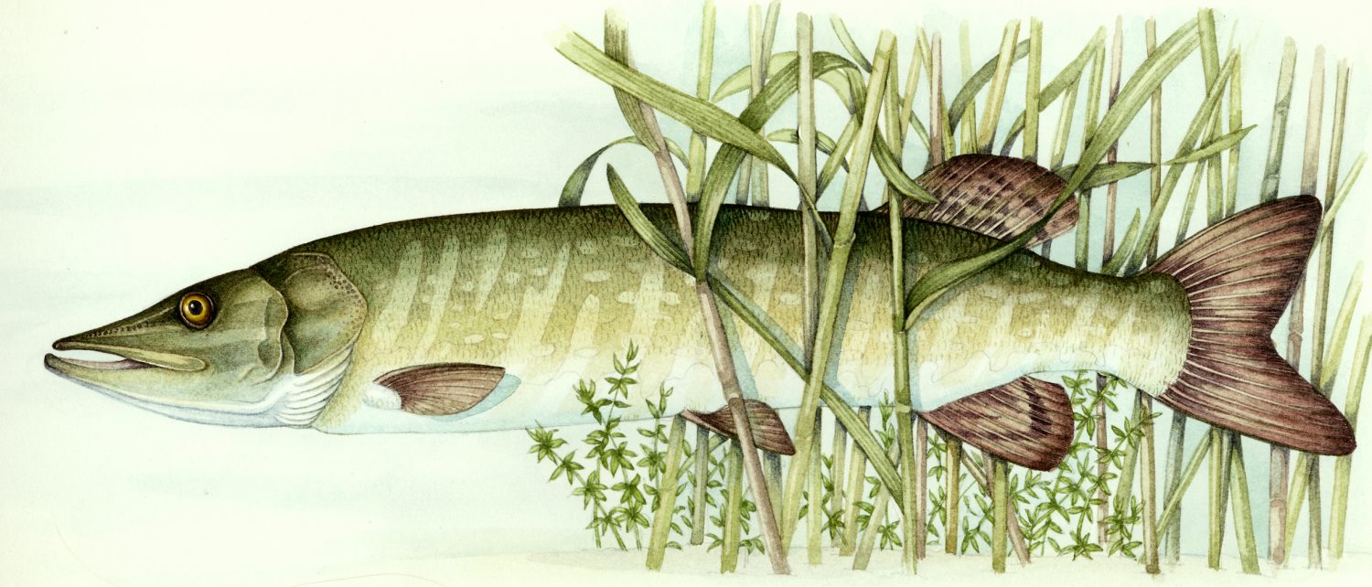 Northern pike Esox lucius with background - Lizzie Harper