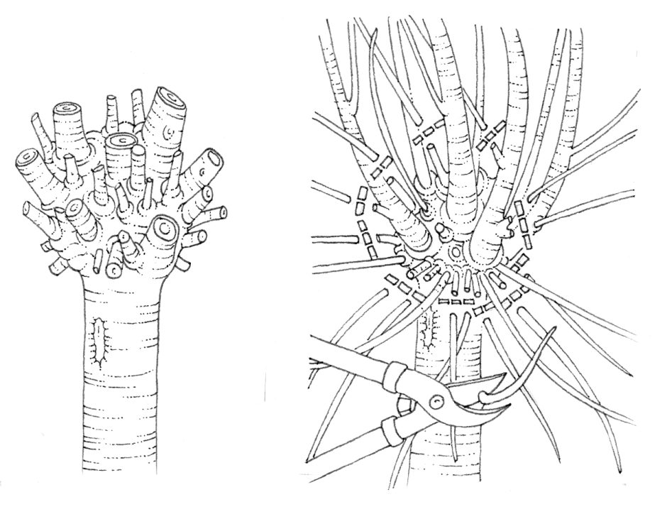 Pollarding trees - Lizzie Harper