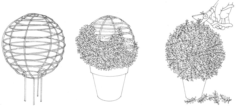 Pruning a topiary globe - Lizzie Harper