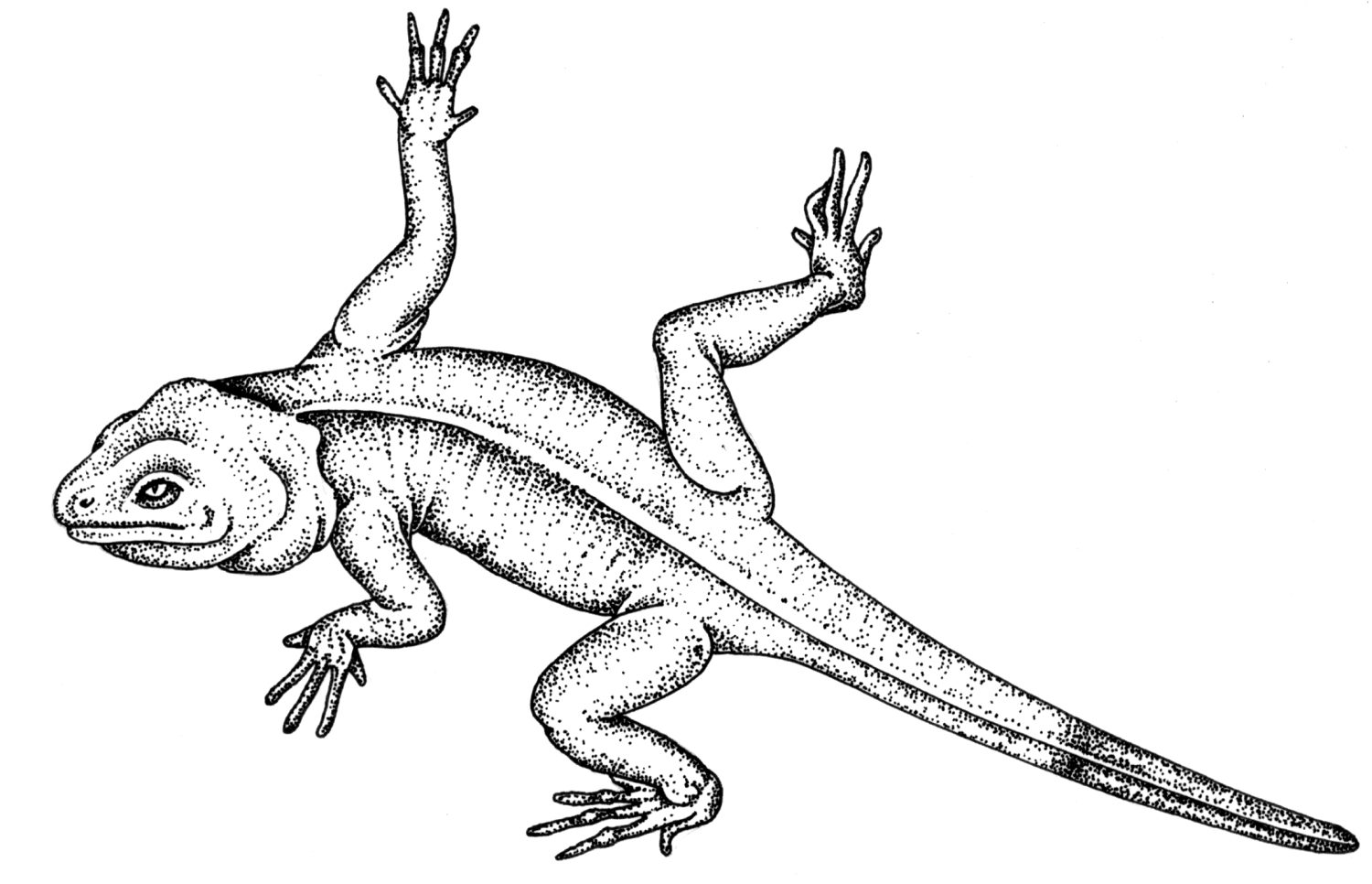 Rainbow Agama lizard Agama agama.jpg - Lizzie Harper
