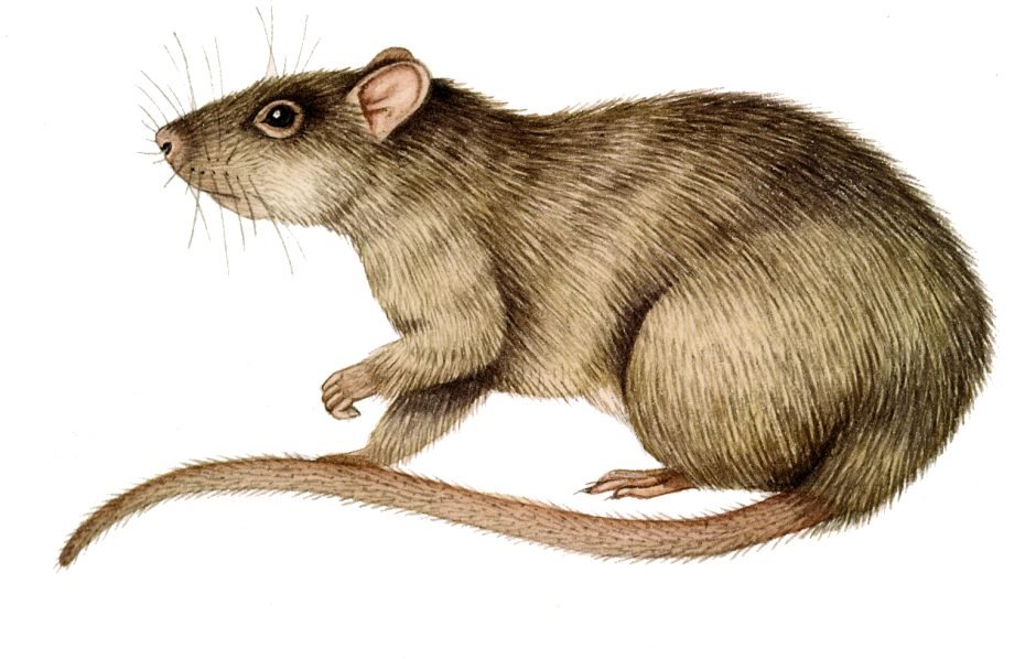 Rat Rattus norvegicus - Lizzie Harper