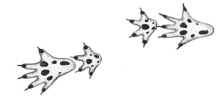 Rat Rattus norvegicus tracks - Lizzie Harper