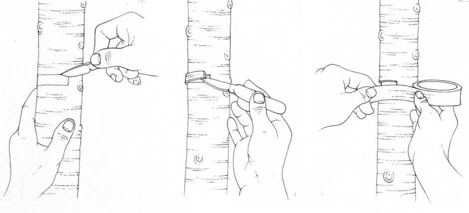 Ring barking - Lizzie Harper