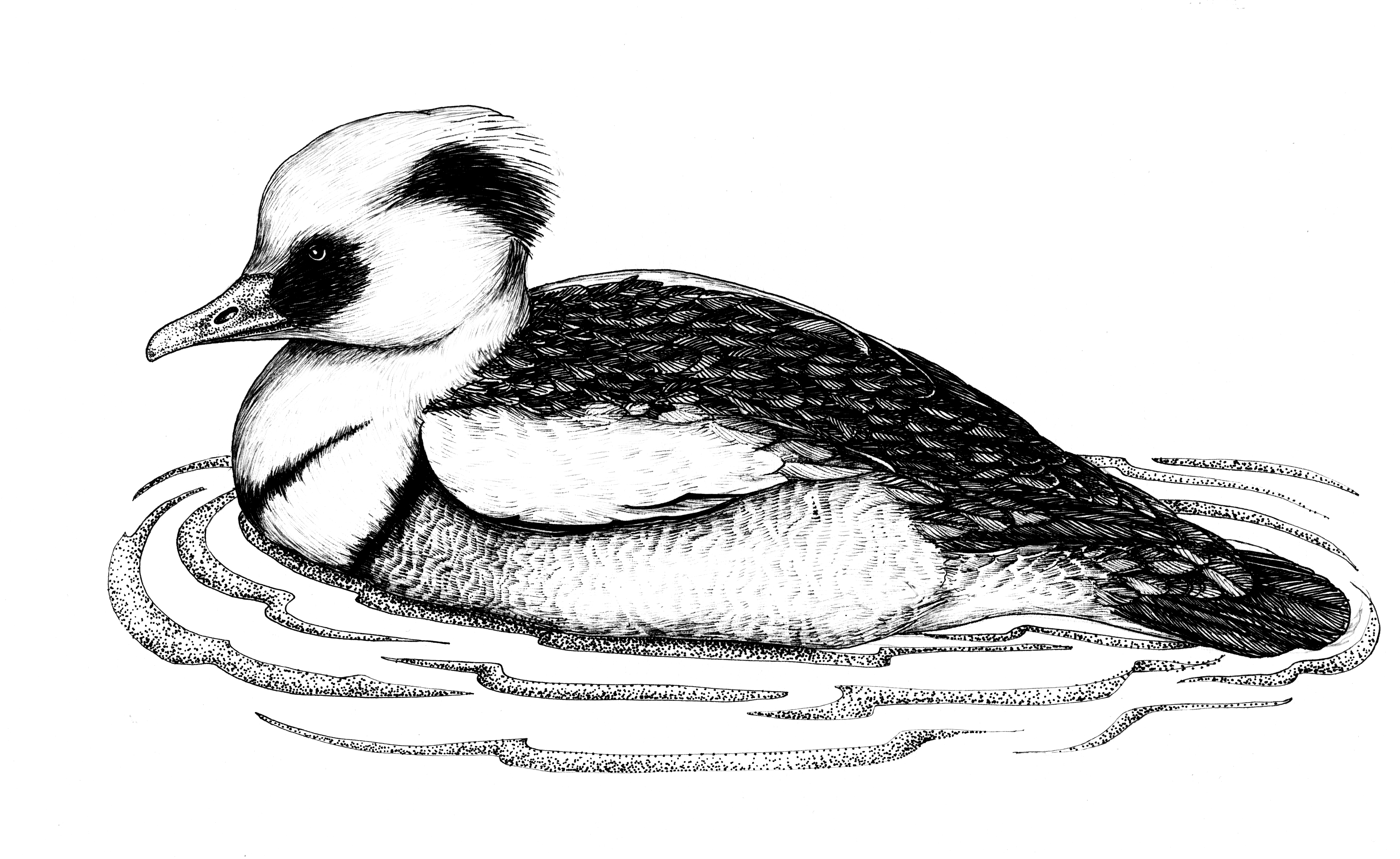 Smew Mergellus albellus - Lizzie Harper