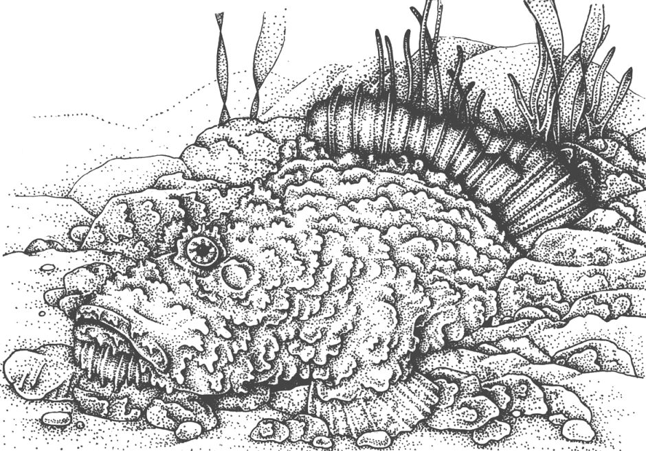 Fish Archives - Lizzie Harper