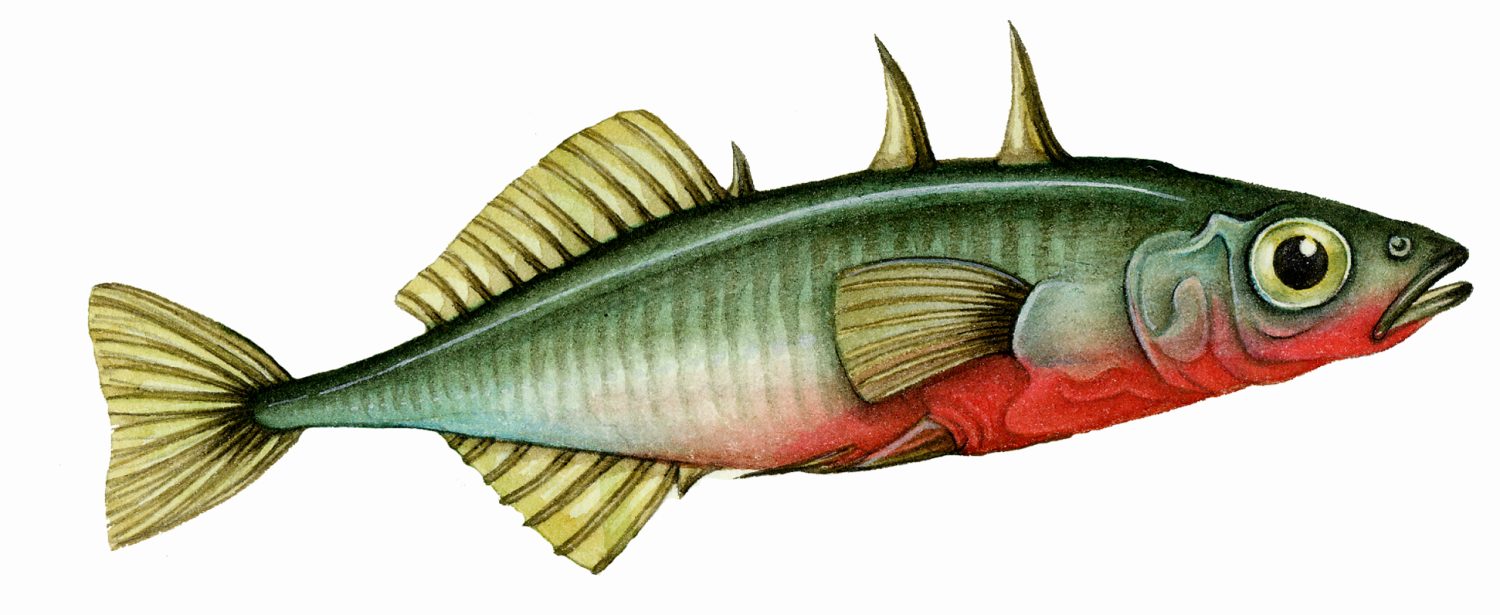 Three-spined stickleback Gasterosteus aculeatus - Lizzie Harper